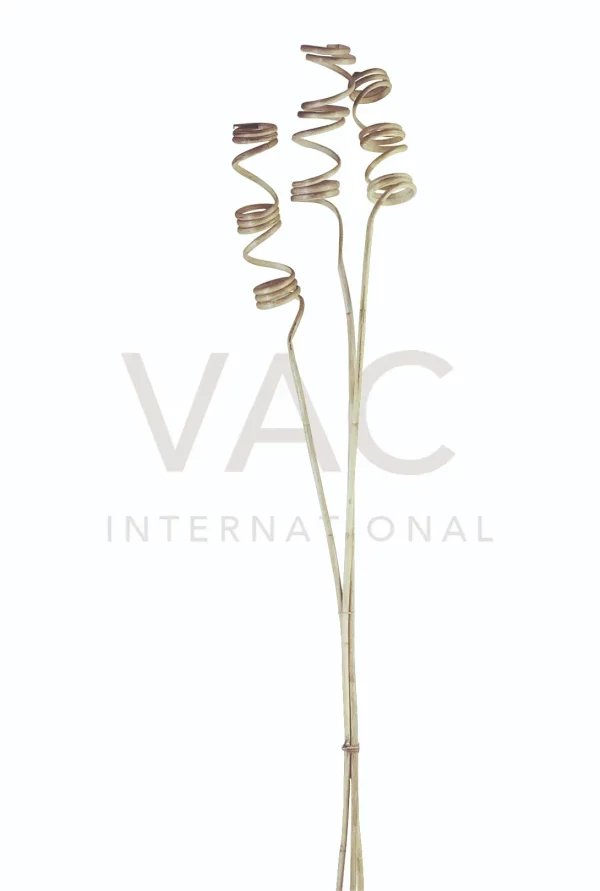Jumbo Cane Step Spring – VAC Flora Deco